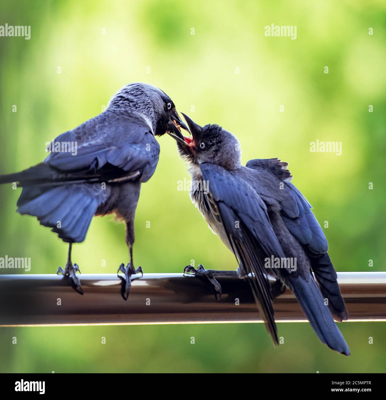 Juvenile jackdaw hi-res stock photography and images - Alamy