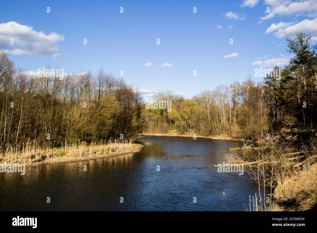 Ukranian landscape in the forest. Pine forest with a river name Psel in ...