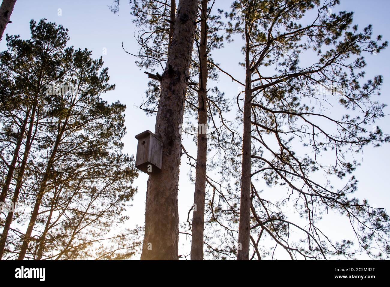 Birdhouse in a pine forest on a tree. Birdhouses in the forest. Bird ...