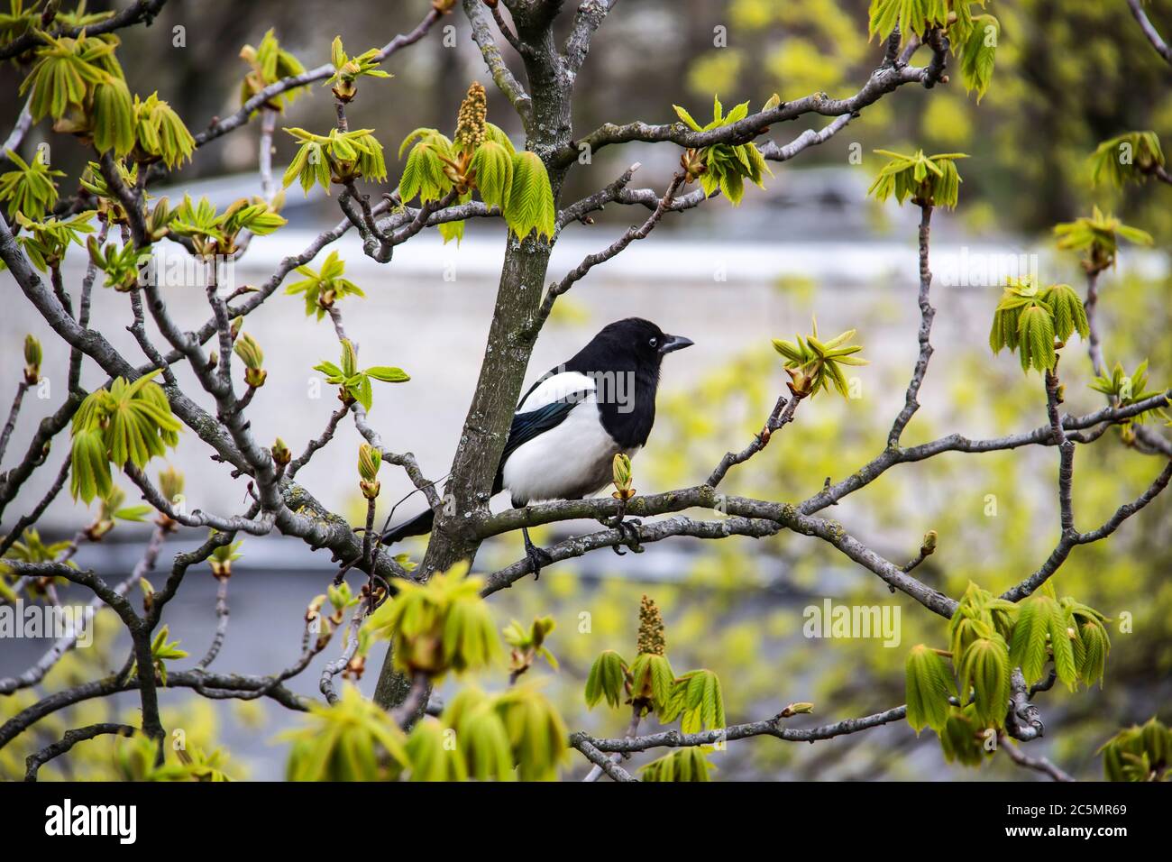 Magpie on the top of a tree hi-res stock photography and images - Alamy
