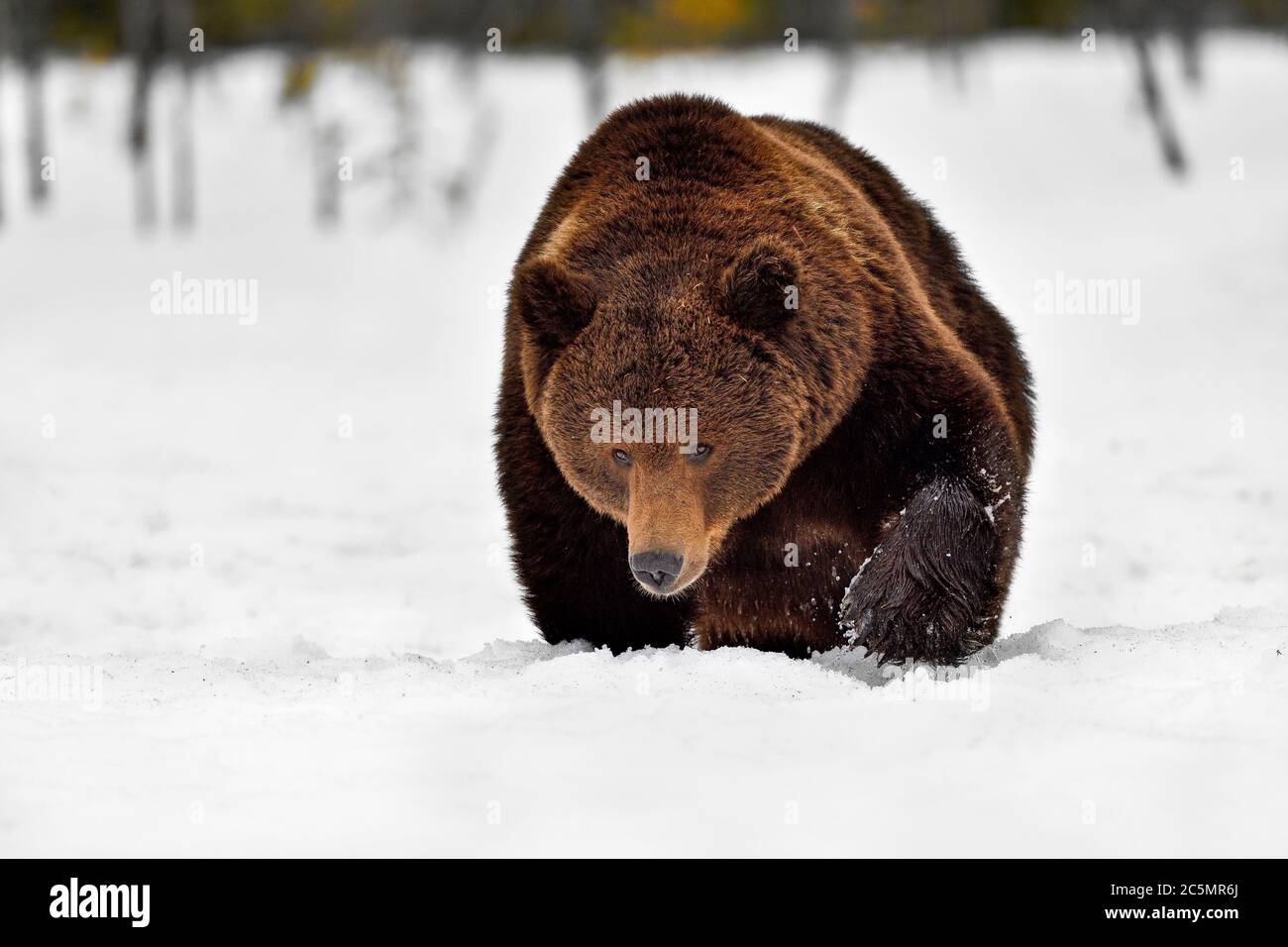 Walking brown bear hi-res stock photography and images - Alamy