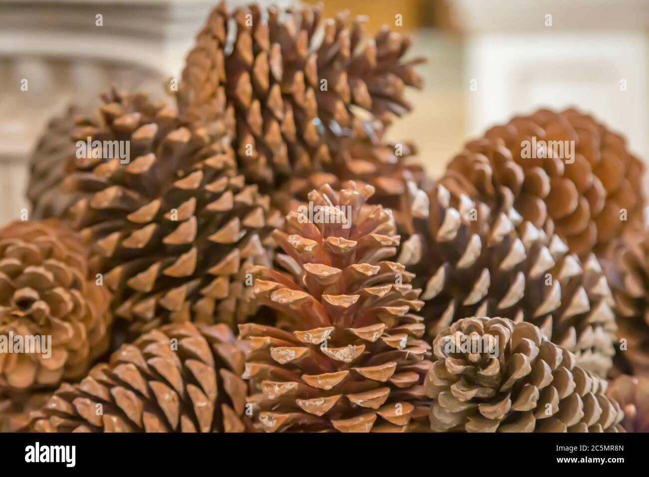 Pile of cones hi-res stock photography and images - Alamy