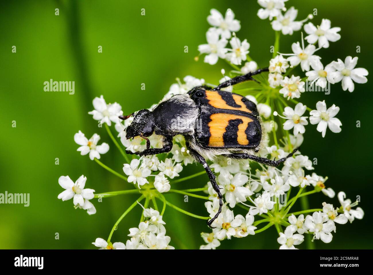 Trichius fasciatus. Enjoying the flowers and their offerings Stock ...