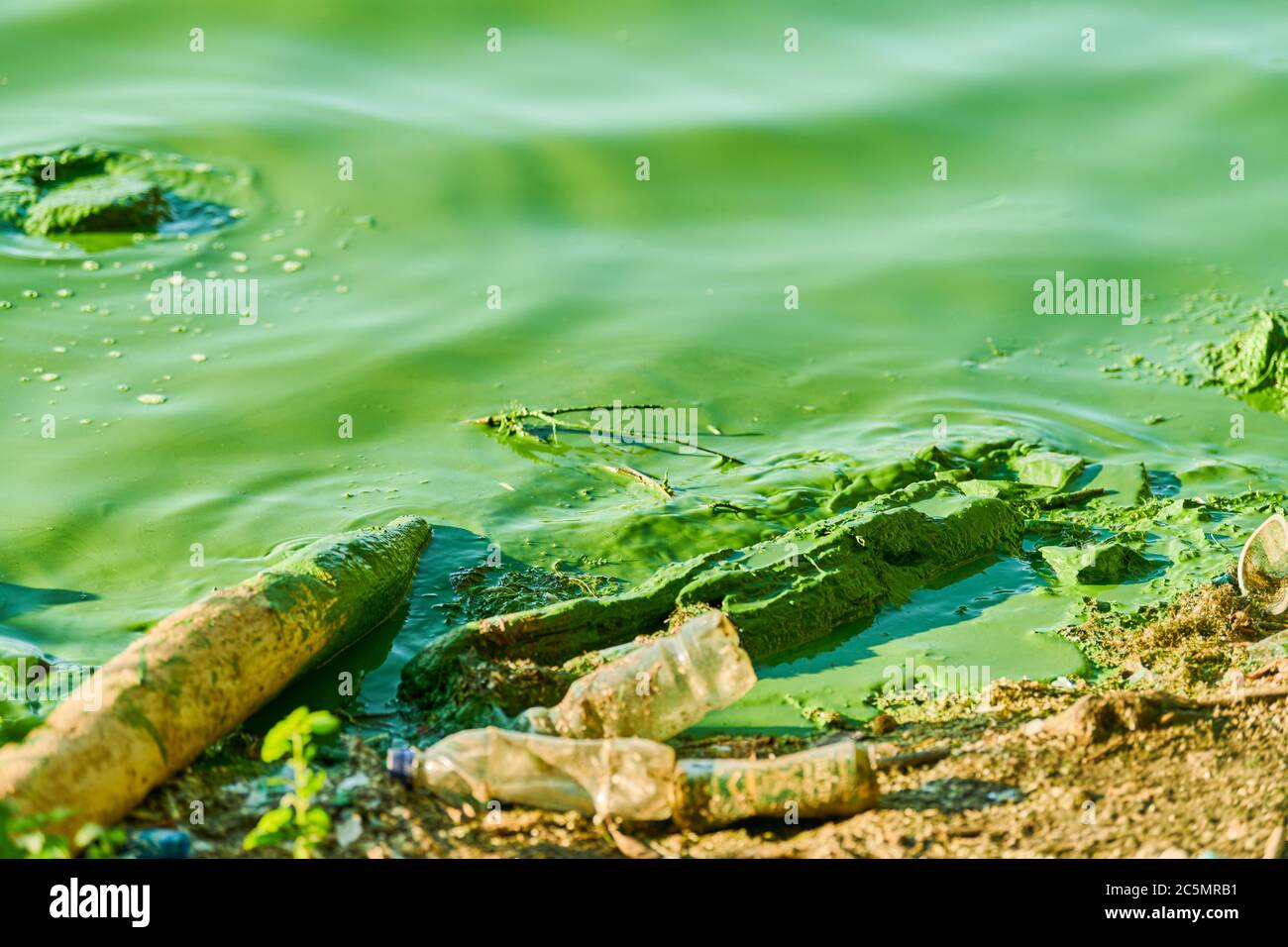 Environmental water pollution. Polluted river - dirty green water ...