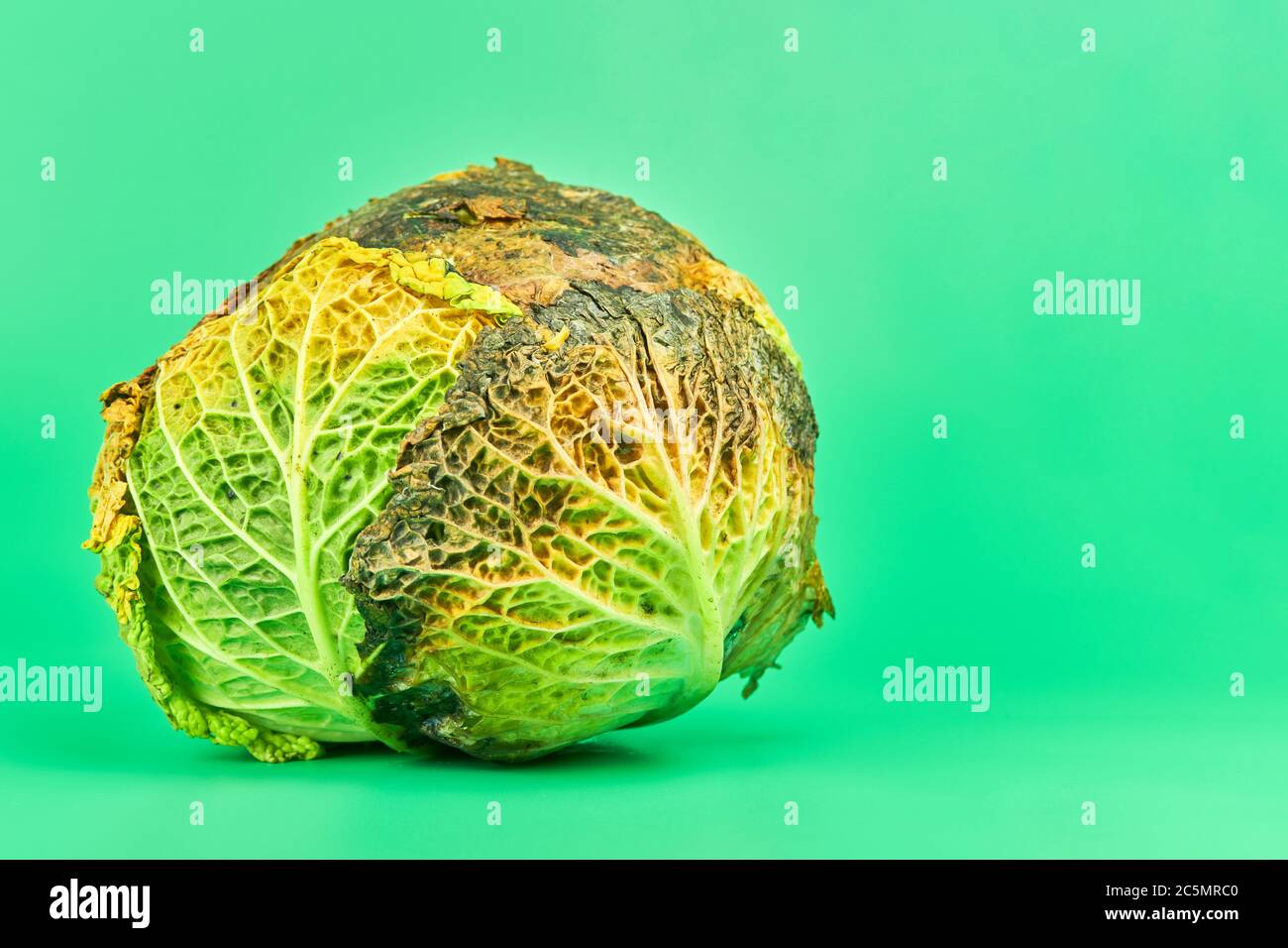 Rotten cabbage, green background. Head of moldy cabbage, copy space ...