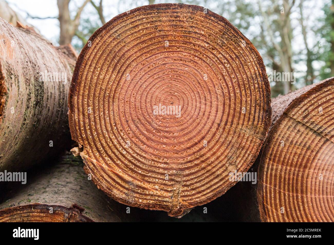 A photograph of a cross section of a cut tree trunk Stock Photo - Alamy