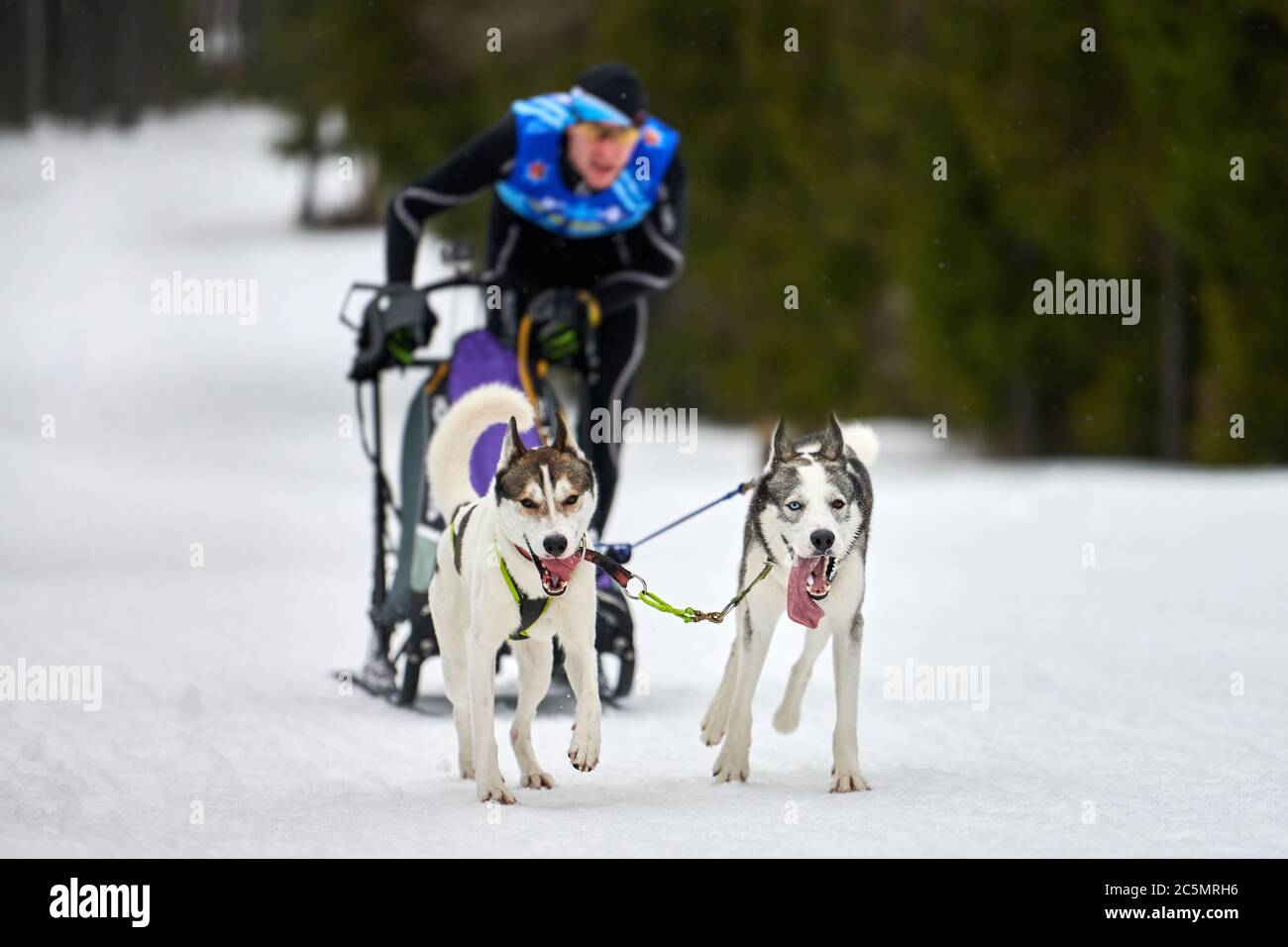Husky sled dog racing. Winter dog sport sled team competition. Siberian ...