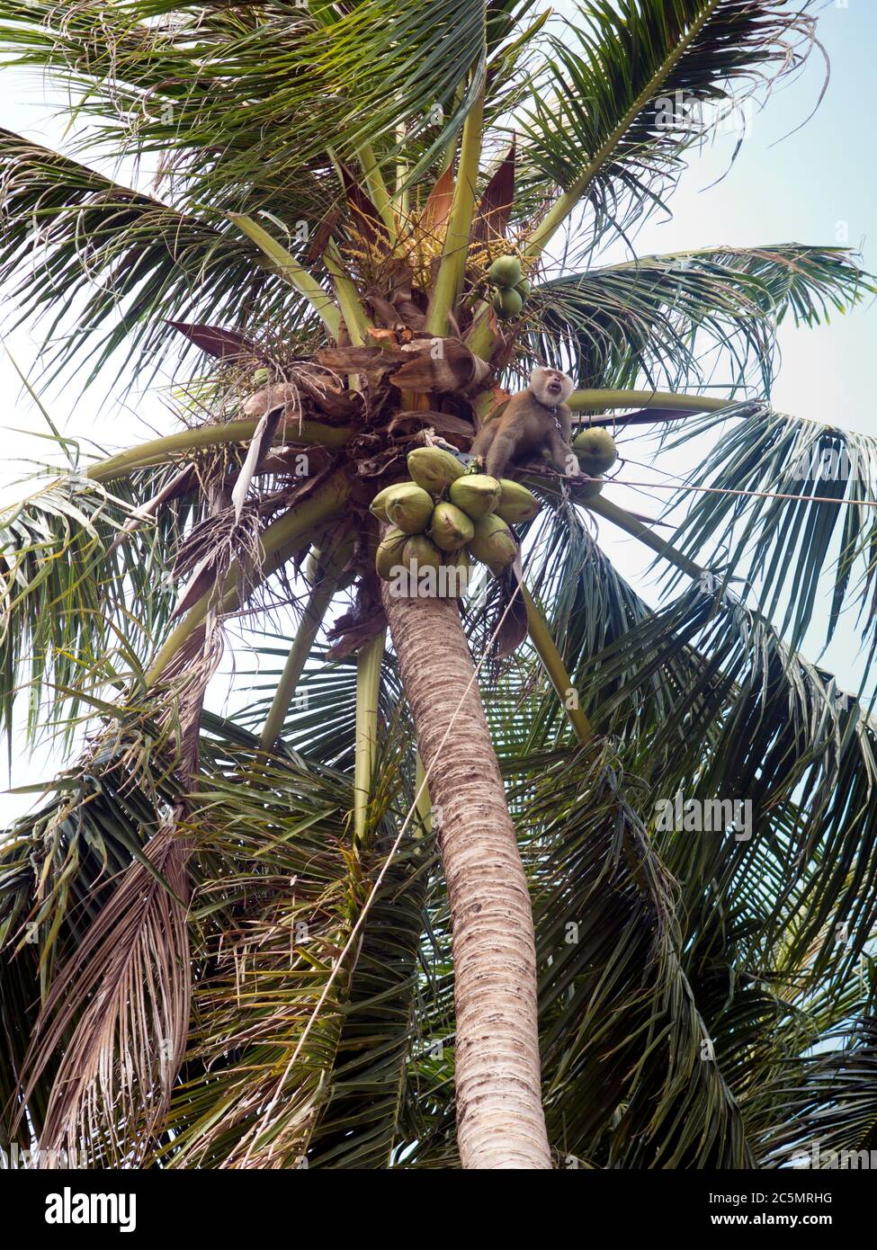Coconut picking monkey hi-res stock photography and images - Alamy