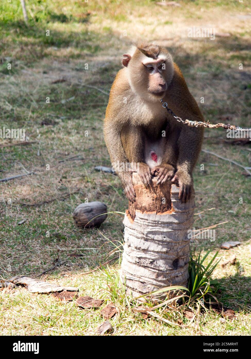 Captive Macaque monkey picking off coconuts in Thailand Stock Photo - Alamy