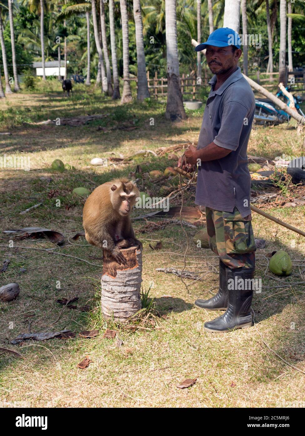 Collecting coconuts hi-res stock photography and images - Alamy