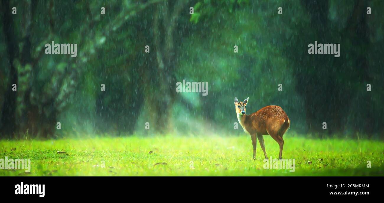 A little fawn relaxing on the green grassland in the rain shower. Khao ...