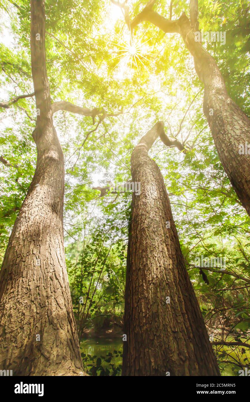 Fantastic three large trees growing up within the giant rain tree stump ...
