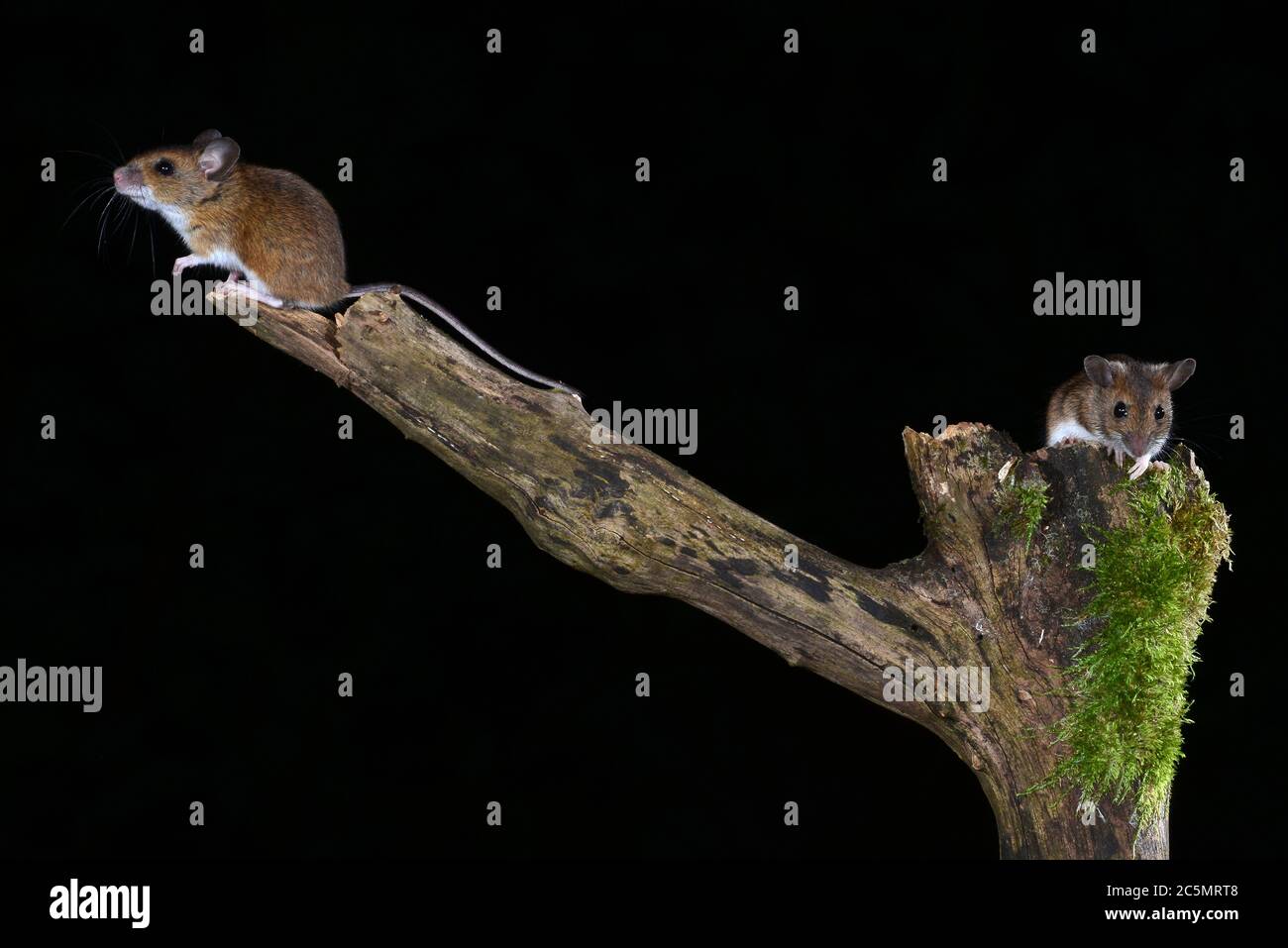 Field mouse wood apodemus hi-res stock photography and images - Alamy