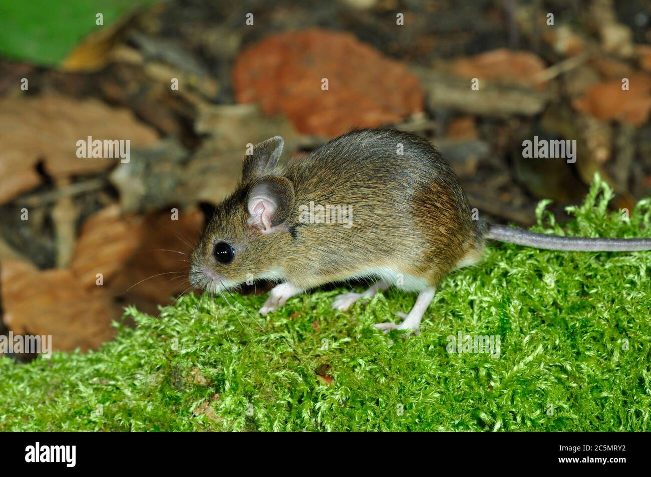 wood mouse apodemus sylvaticus Stock Photo - Alamy