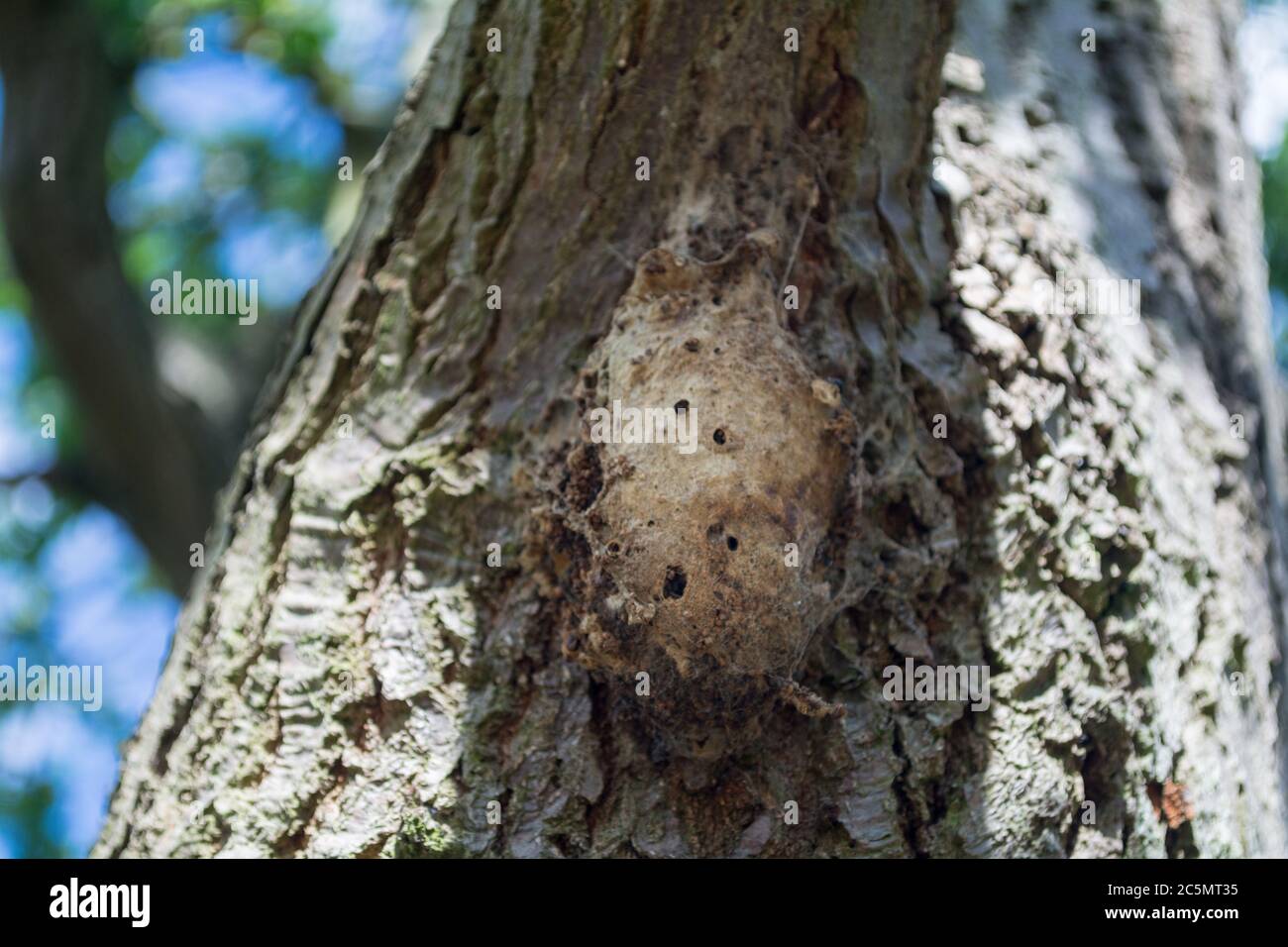 The nest of an Oak Processionary moth (Thaumetopoea processionea Stock ...