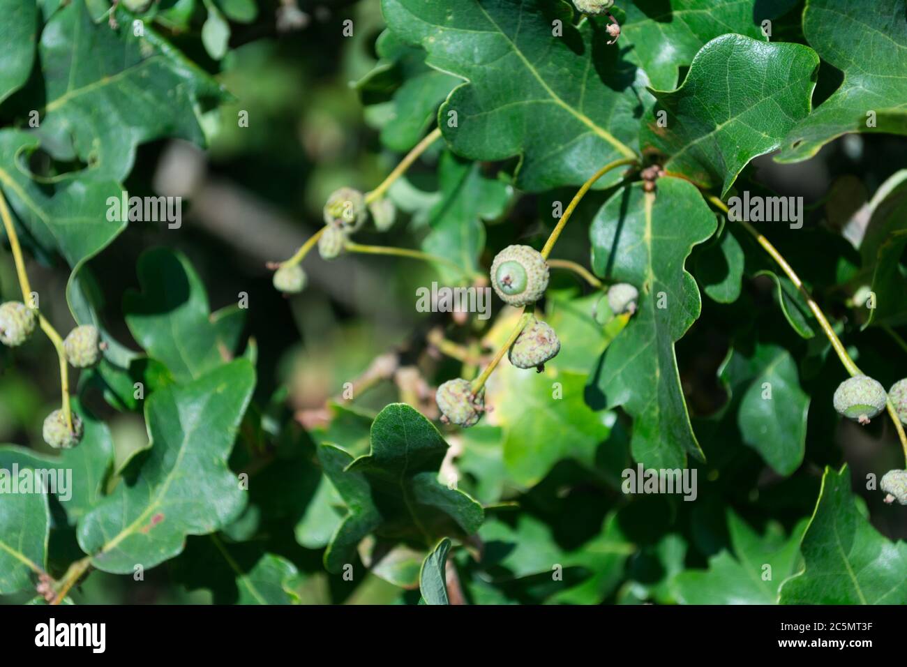 Baby oak tree hi-res stock photography and images - Alamy