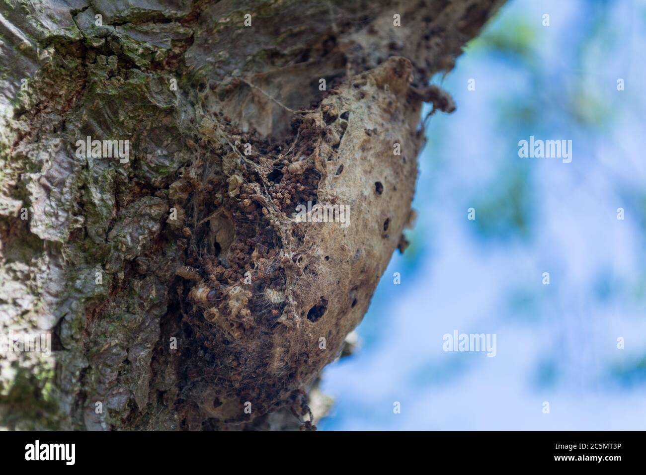 Oak processionary moth hi-res stock photography and images - Alamy