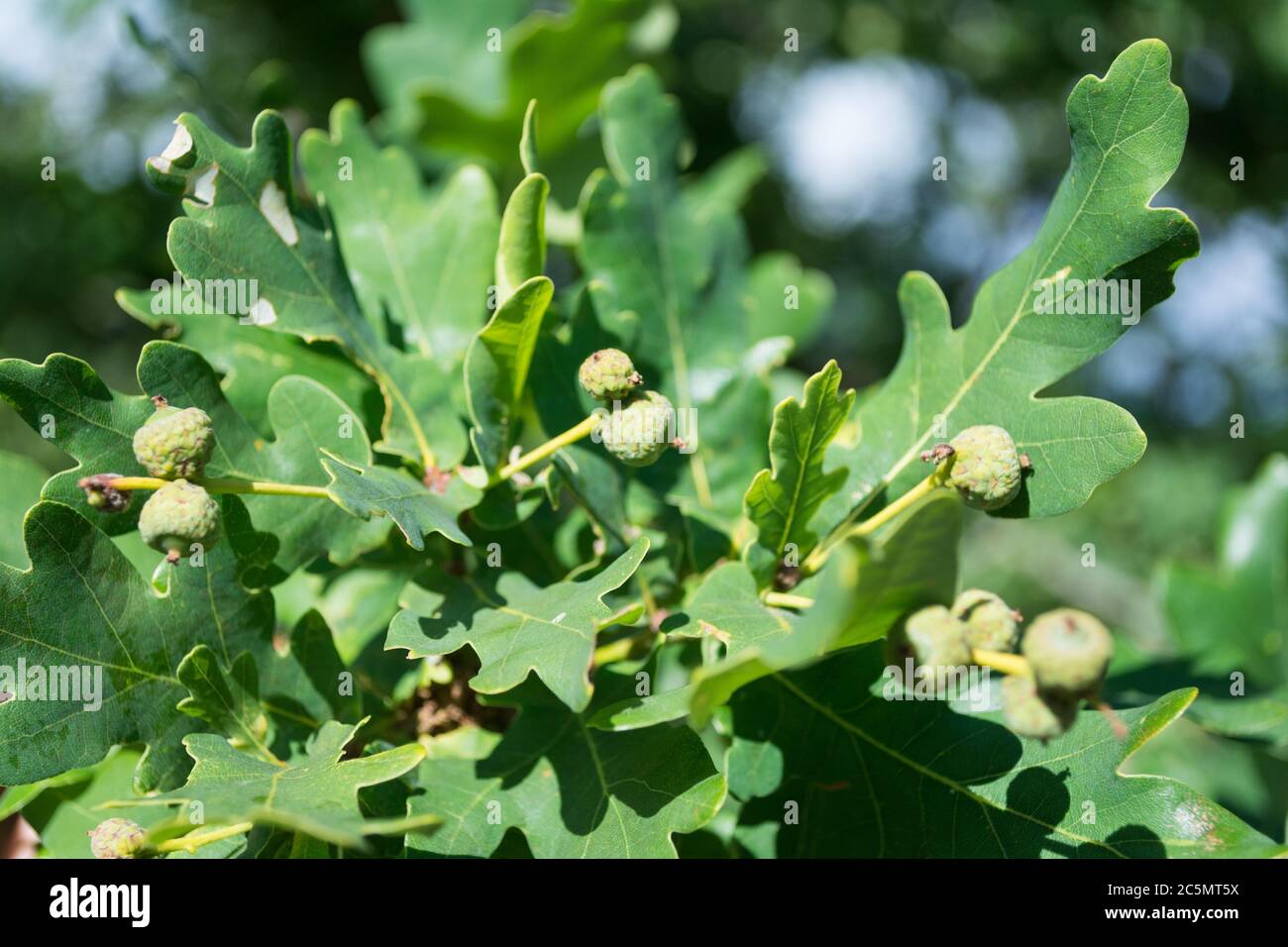 Baby oak tree hi-res stock photography and images - Alamy