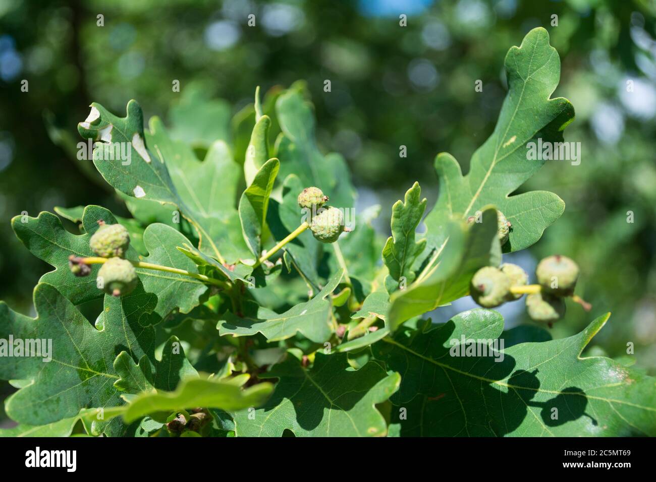 Baby oak tree hi-res stock photography and images - Alamy