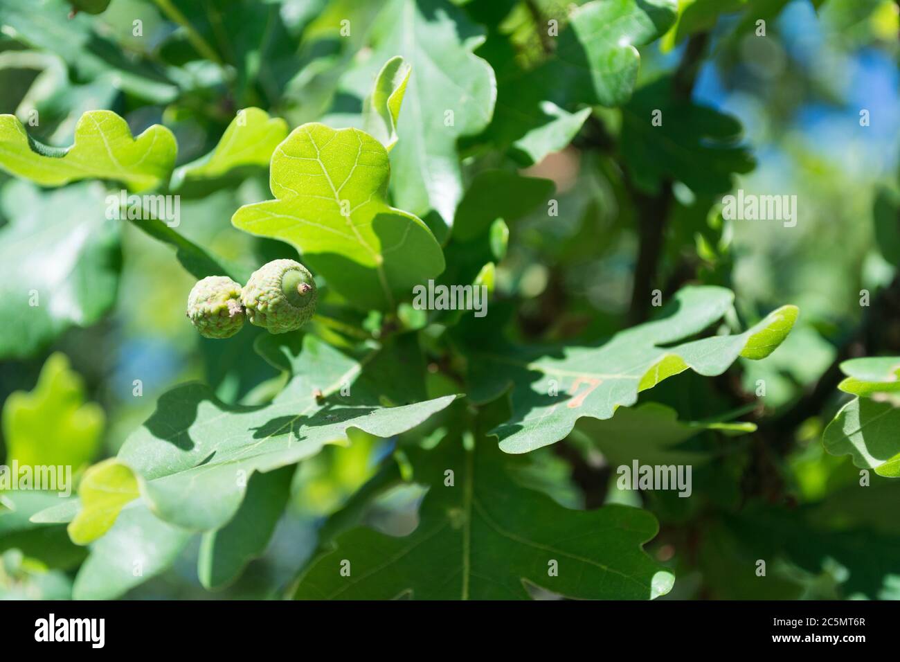 Baby oak tree hi-res stock photography and images - Alamy