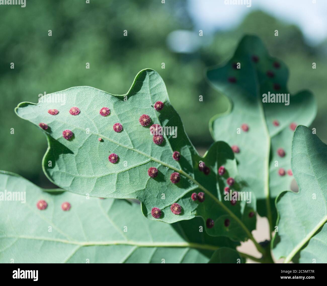 Gall midge hi-res stock photography and images - Alamy