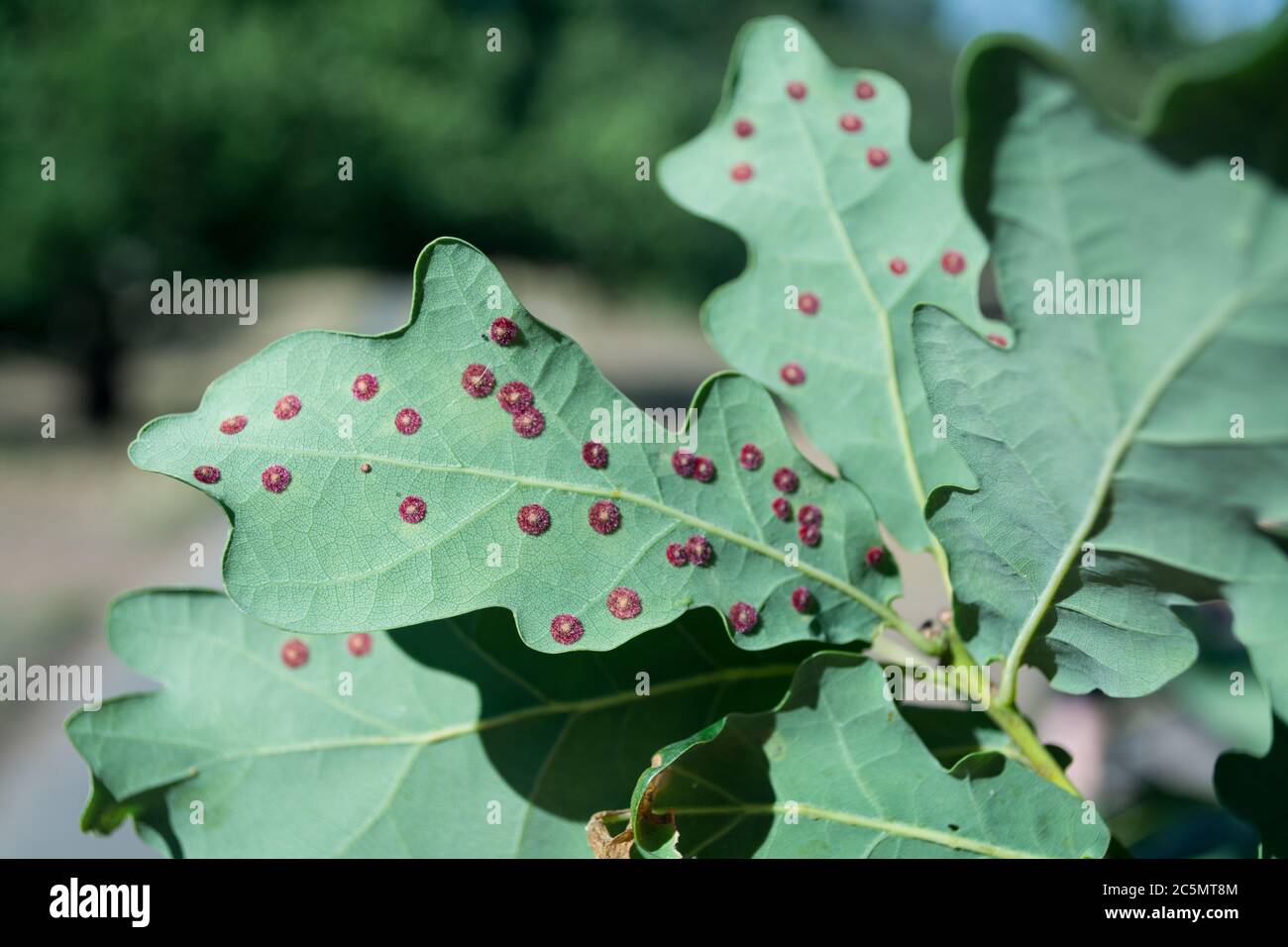 Gall midge hi-res stock photography and images - Alamy