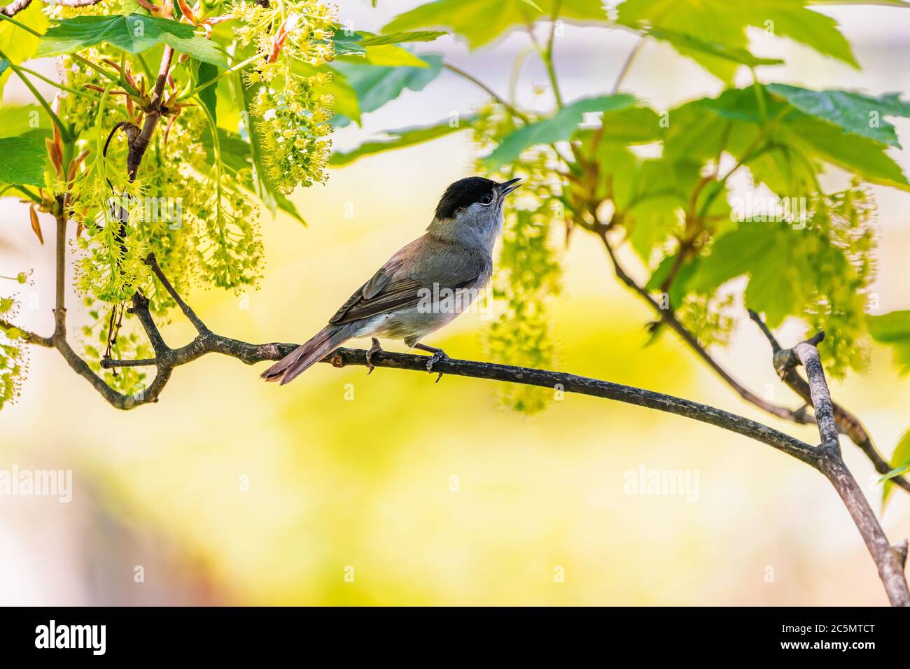 Little bird on a branch Stock Photo - Alamy