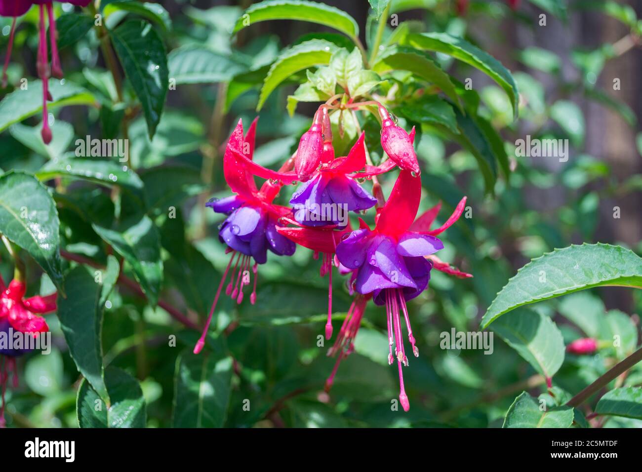Closeup of flowering Fuchsias Stock Photo - Alamy