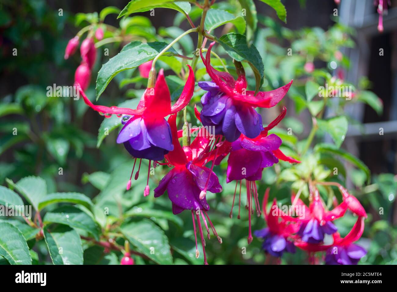 Closeup of flowering Fuchsias Stock Photo - Alamy