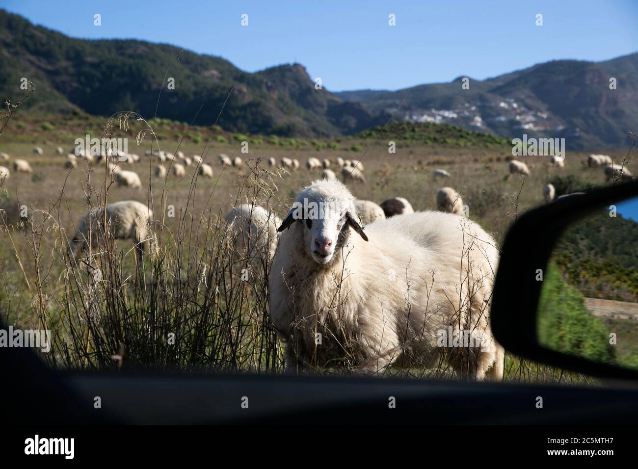 a sheep in the countryside staring through the window of a car ...