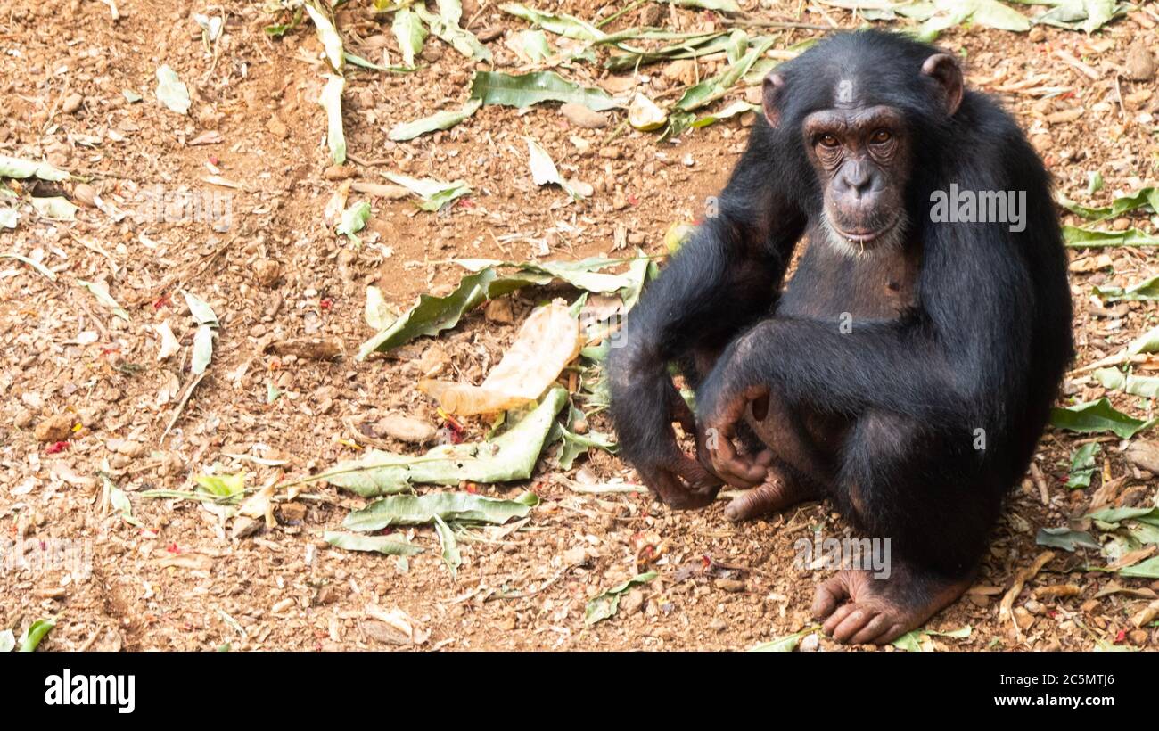 Human and chimp face to face hi-res stock photography and images - Alamy