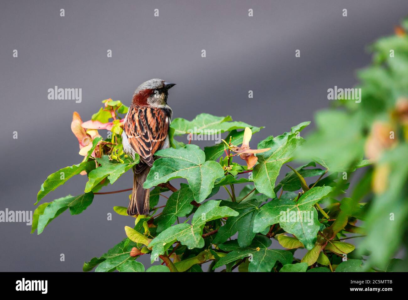 Little bird on a branch Stock Photo - Alamy