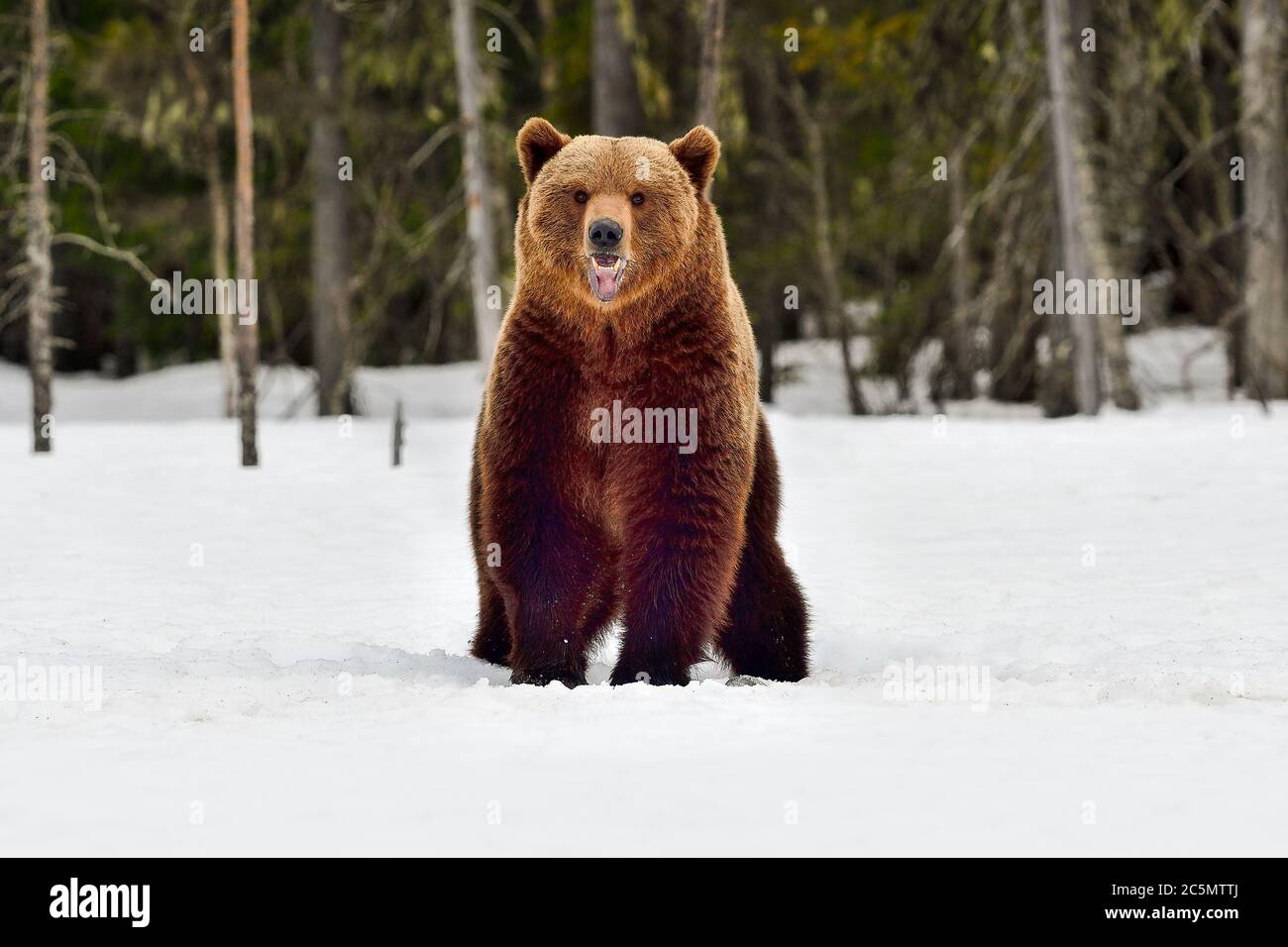 Brown bear standing up hi-res stock photography and images - Alamy
