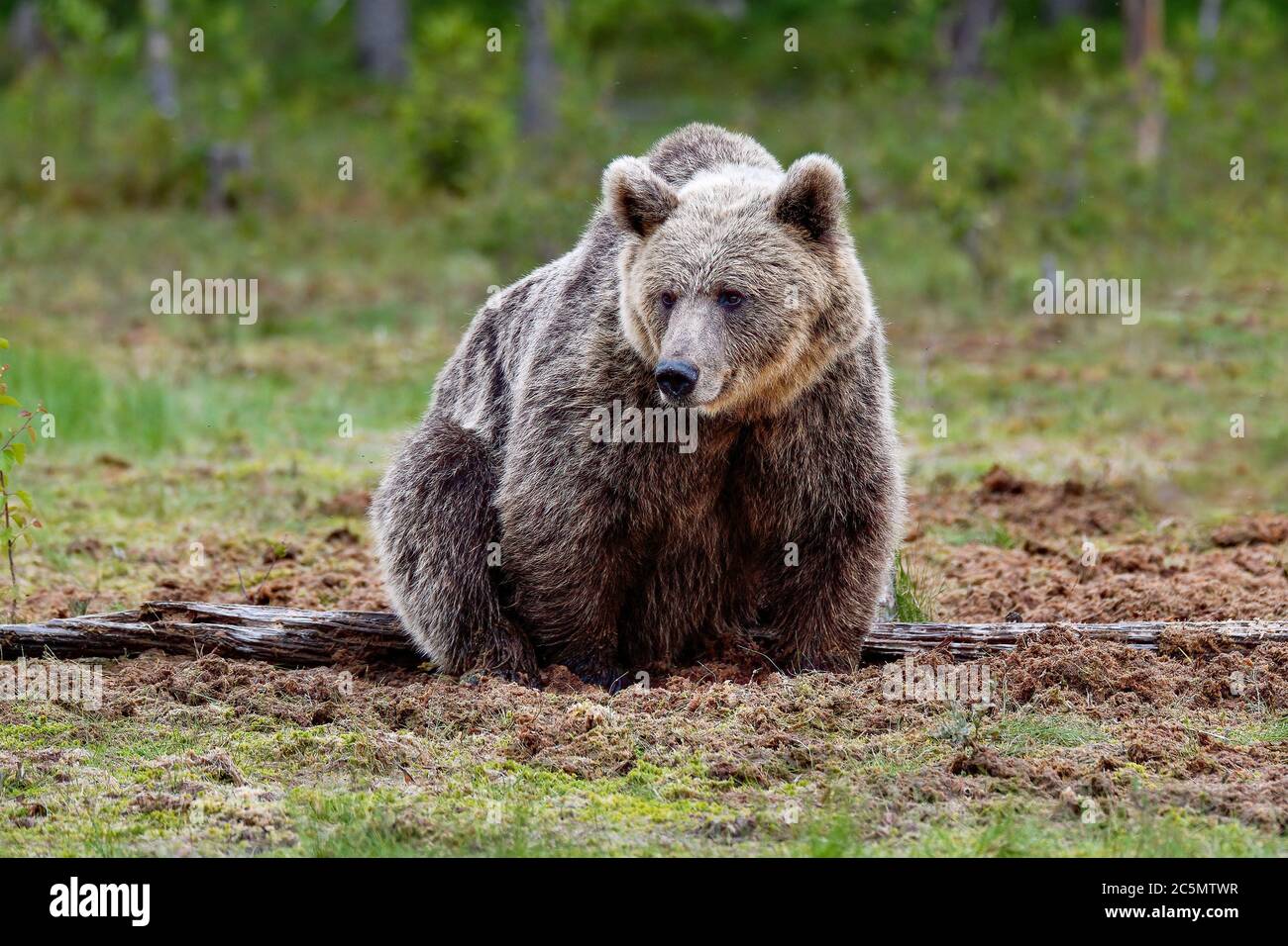 Eurasian brown bear habitat hi-res stock photography and images - Alamy