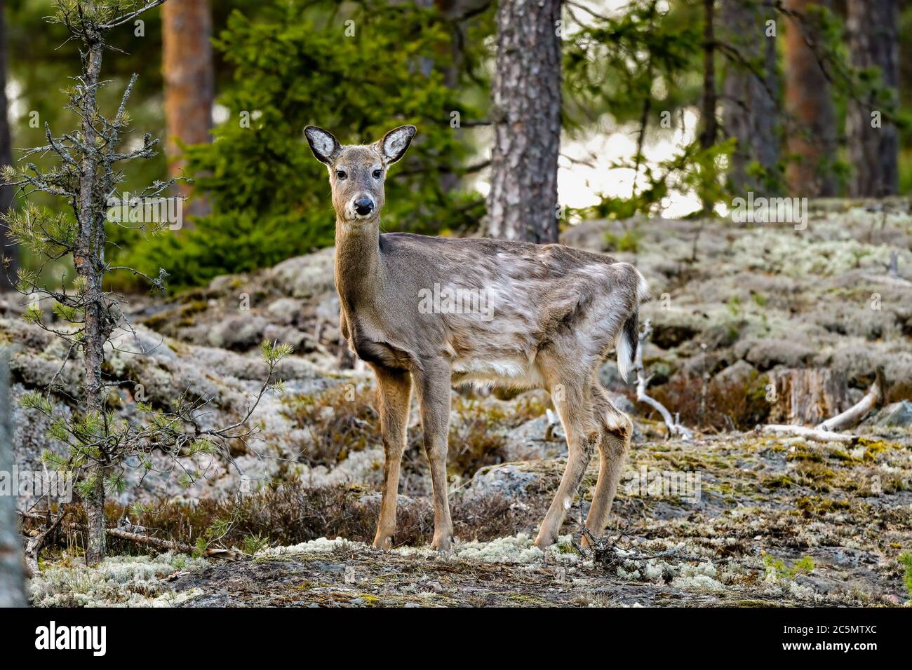 White-tailed deer in winter coat Stock Photo - Alamy