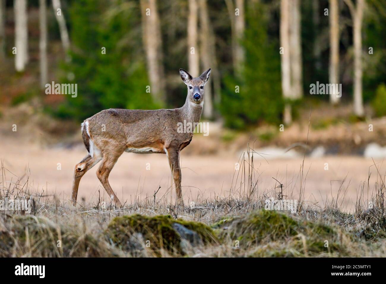 White-tailed deer in winter coat Stock Photo - Alamy