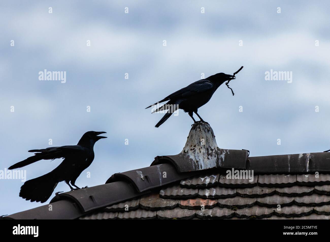 Flying and waling crow in the city of Lausanne, Switzerland Stock Photo ...