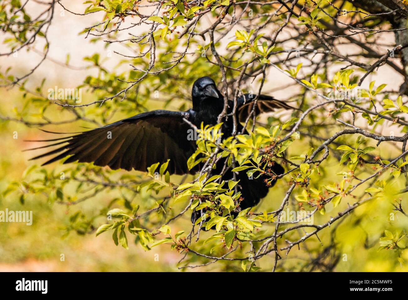 Flying and waling crow in the city of Lausanne, Switzerland Stock Photo ...