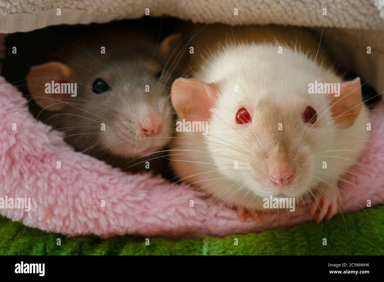 Adorable Rats