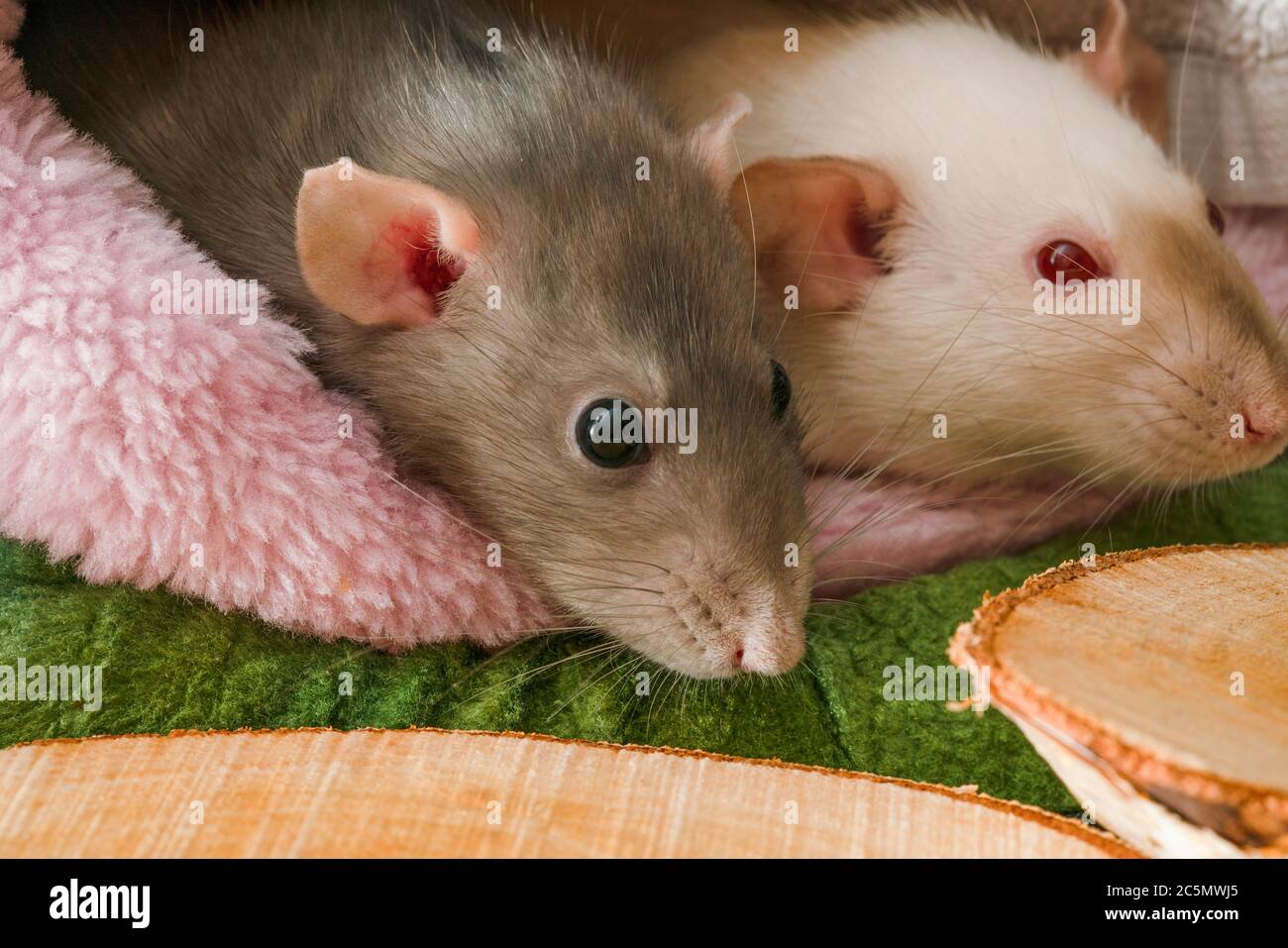 Adorable pet rats Stock Photo - Alamy