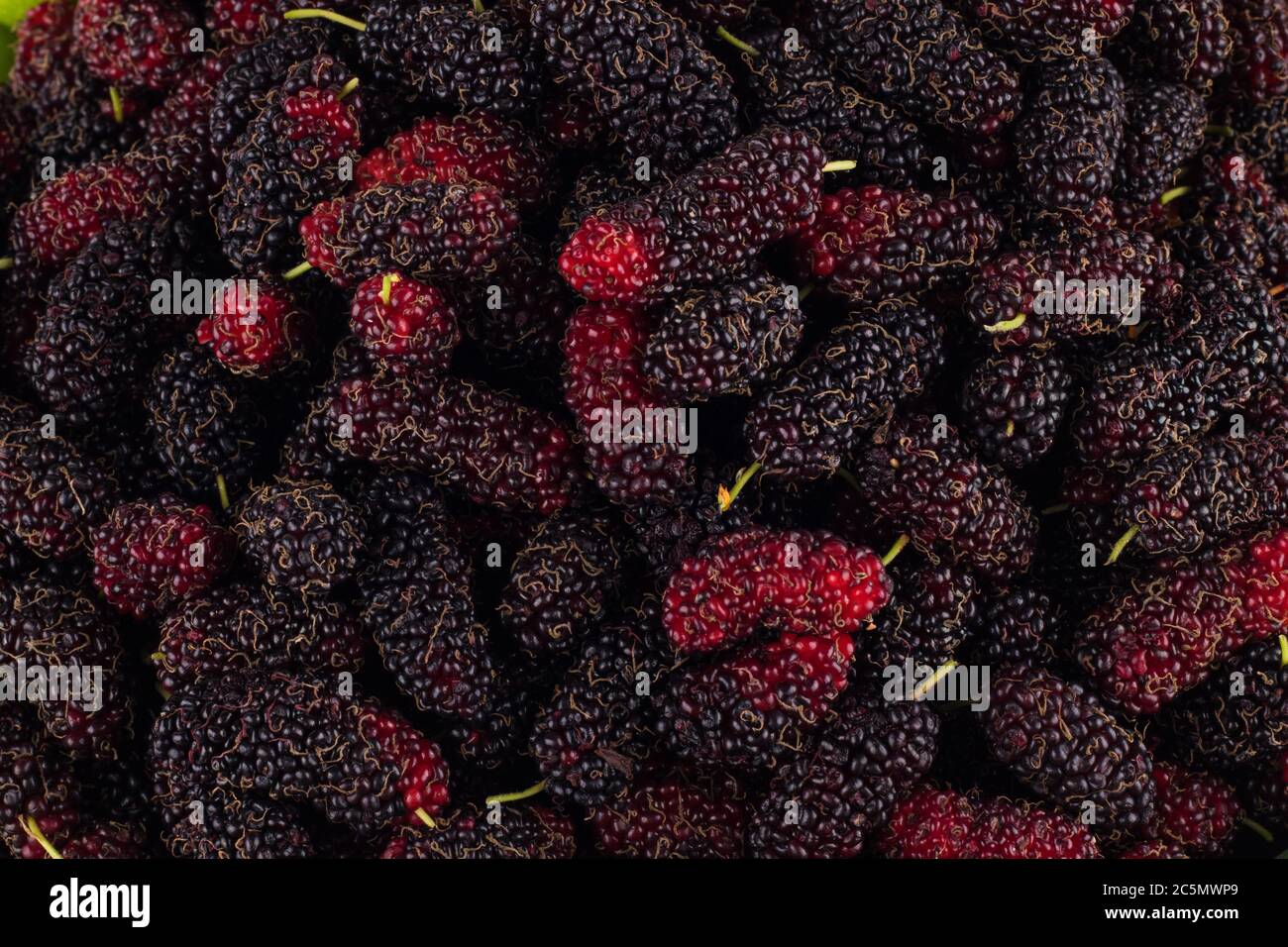 ripe mulberry fruit is a sweet and sour fruit on white background ...
