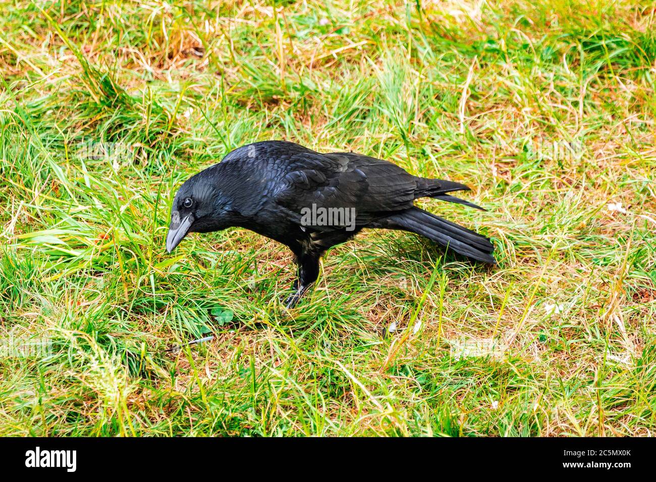 Flying and waling crow in the city of Lausanne, Switzerland Stock Photo ...