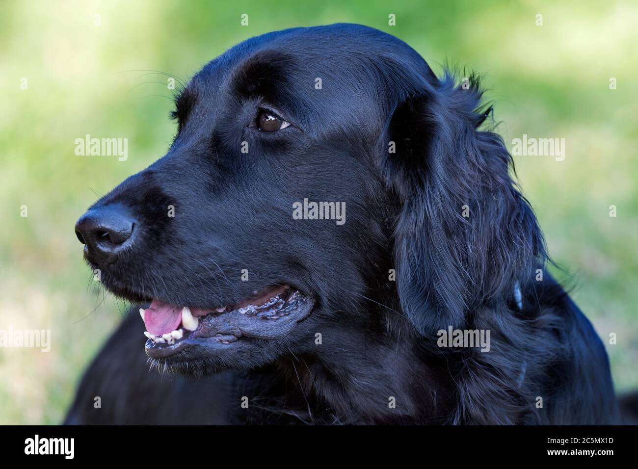 Animal animals flat ears hi-res stock photography and images - Alamy