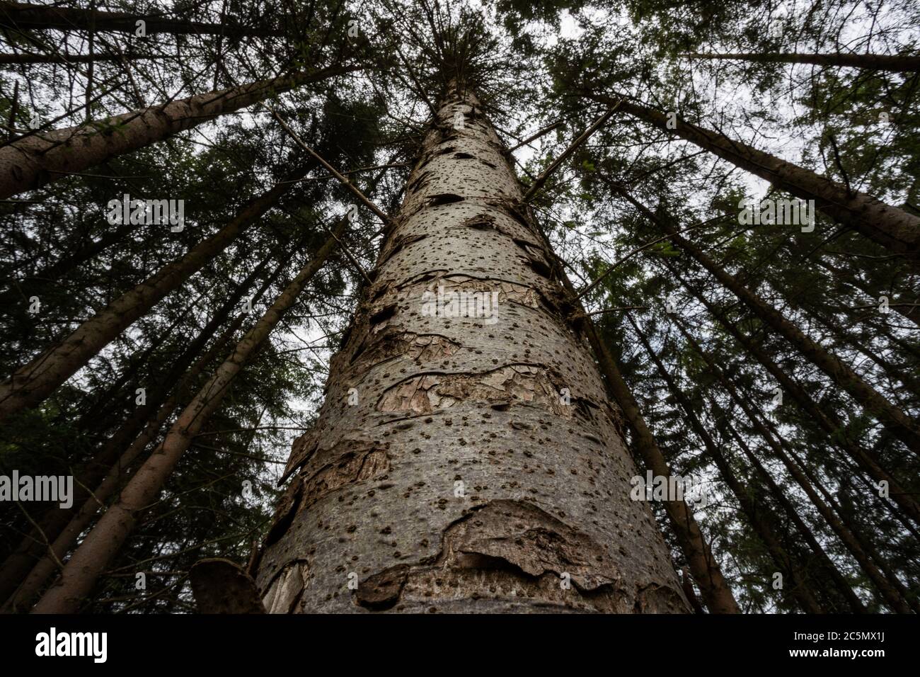 looking up at Sitka Spruce pine tree in a planted forest farm Stock ...