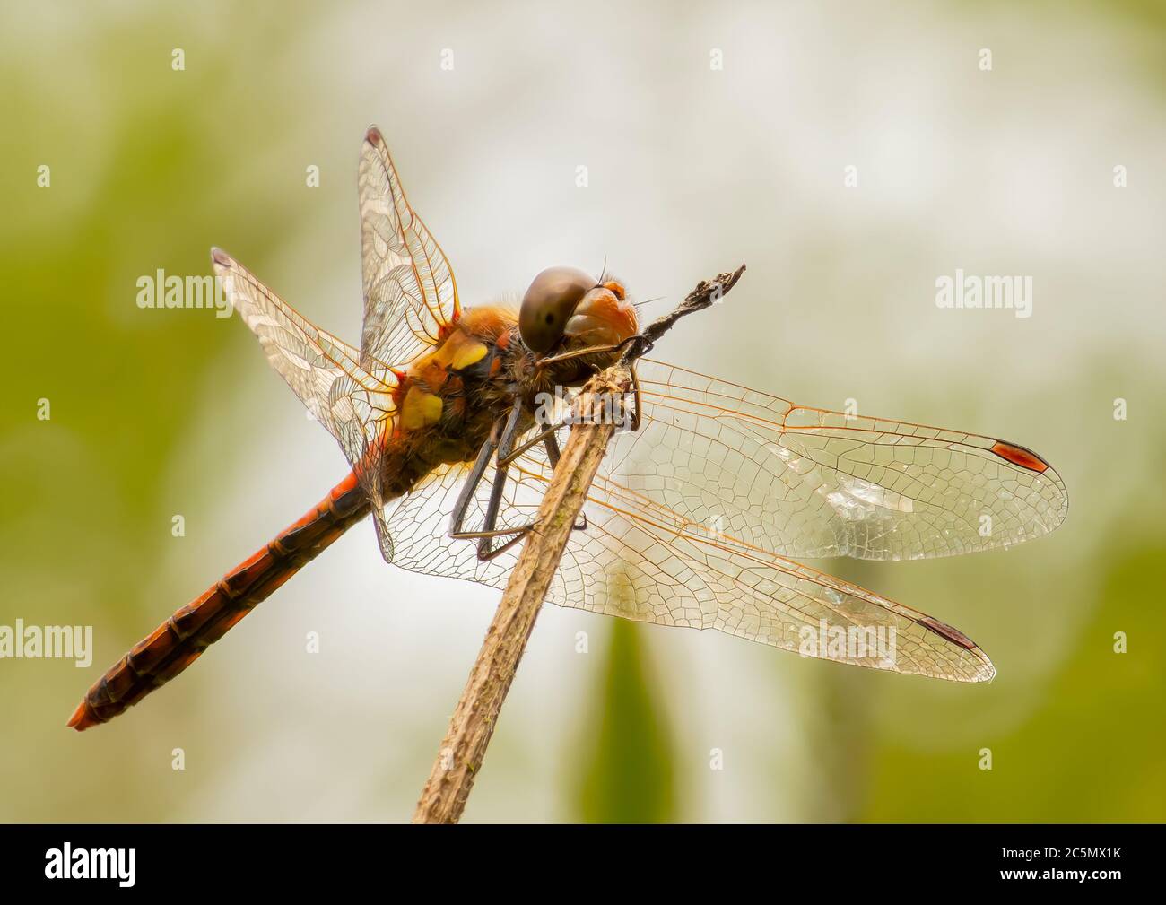 A Common Darter resting on a broken reed stem Stock Photo - Alamy