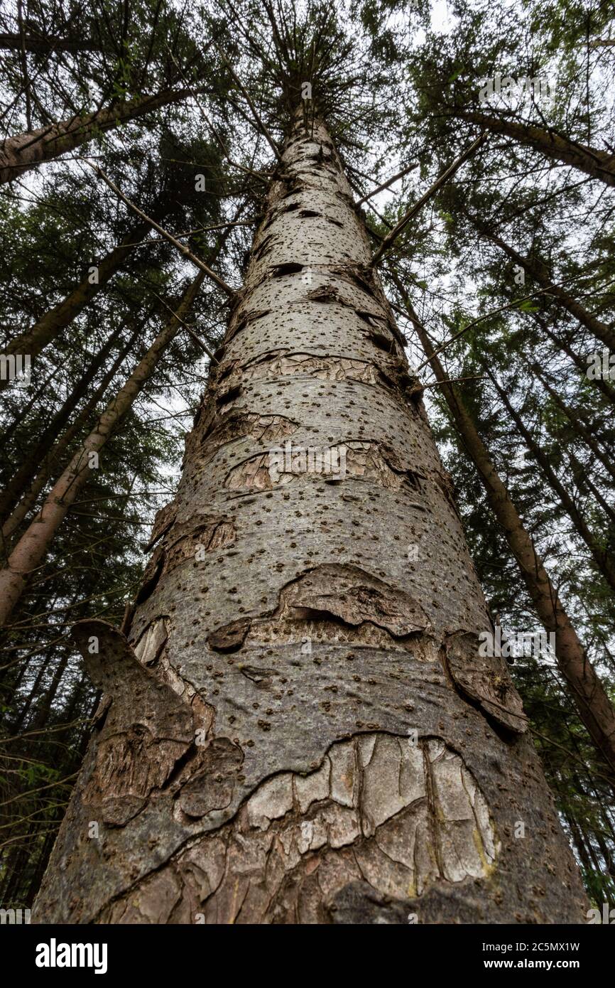 Planted forest hi-res stock photography and images - Alamy