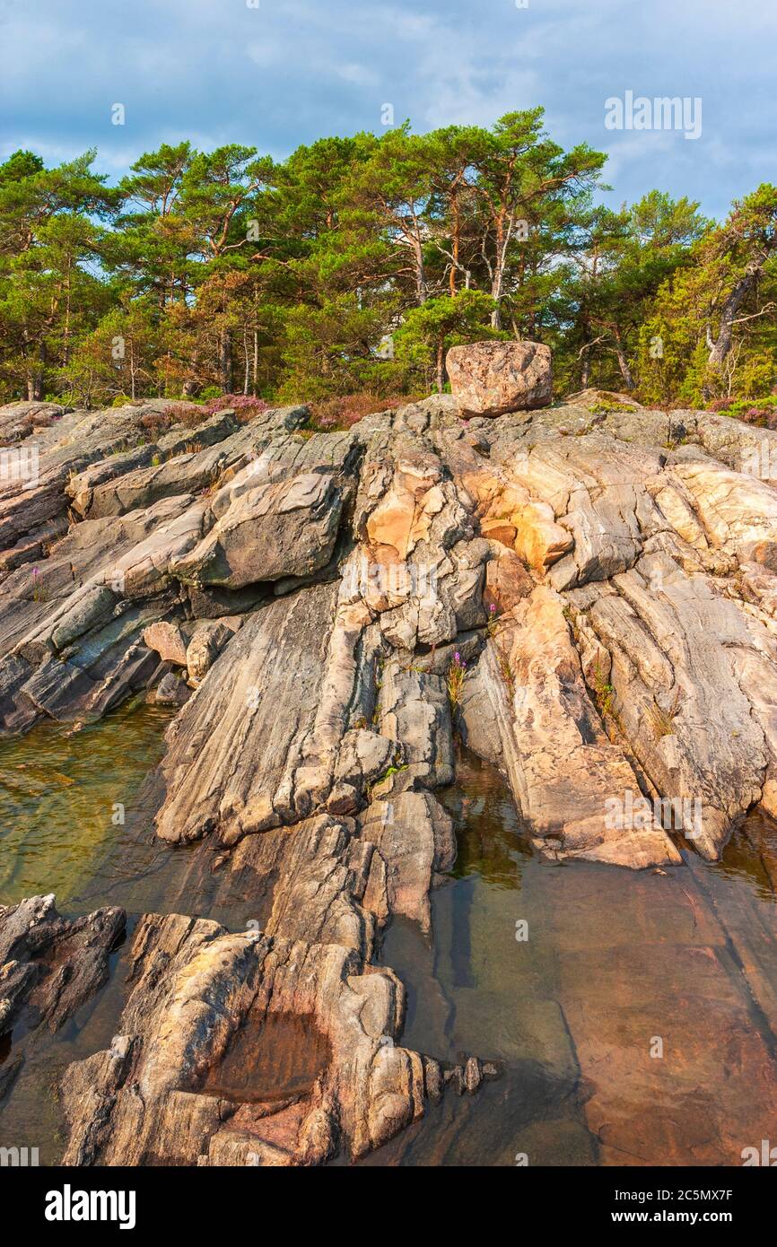 Pine forest with cliffs on the beach Stock Photo - Alamy