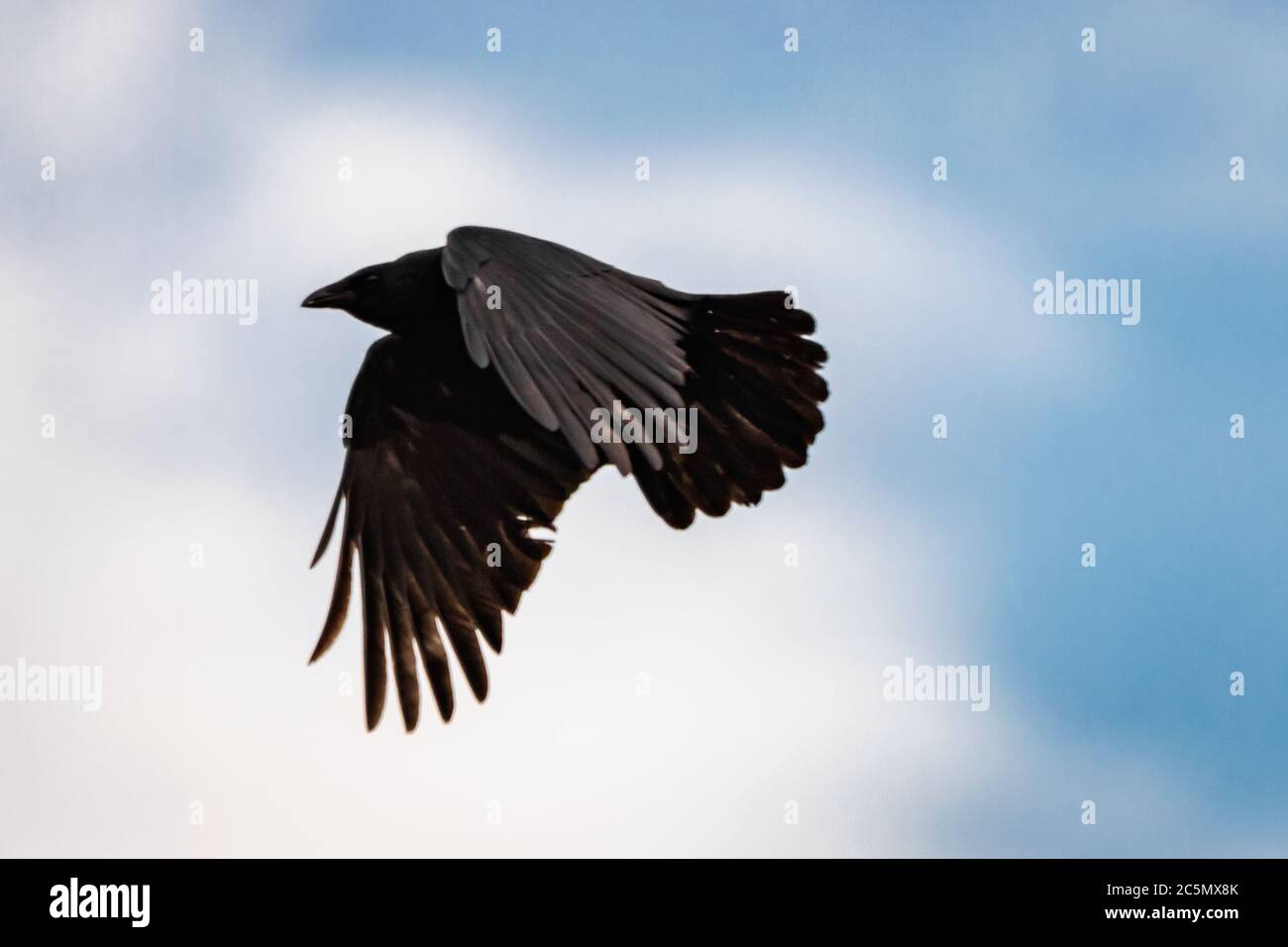 Flying and waling crow in the city of Lausanne, Switzerland Stock Photo ...