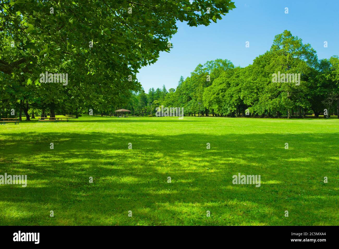 Shade of Park Tree Stock Photo - Alamy