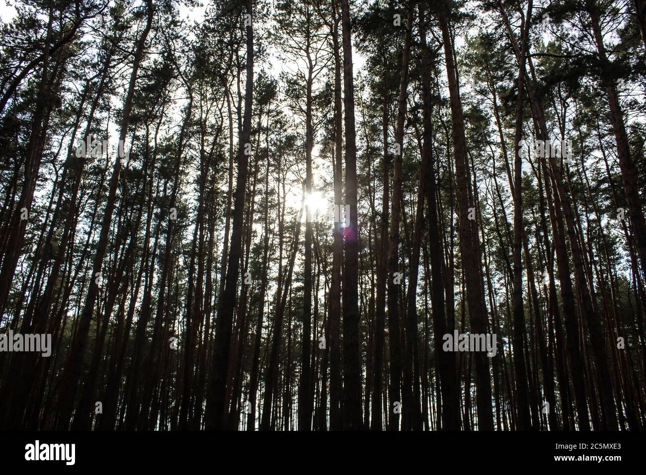 God of oak trees hi-res stock photography and images - Alamy